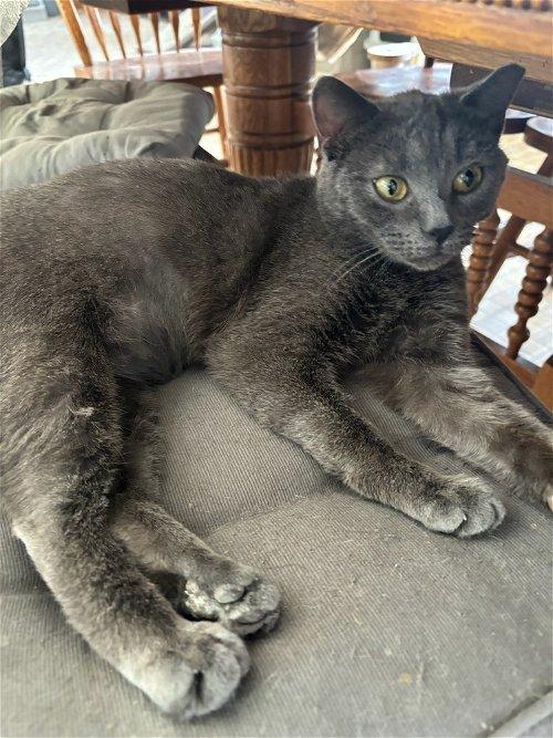 Adoptable Cats & Kittens in Winston-salem, NC | Chewy.com