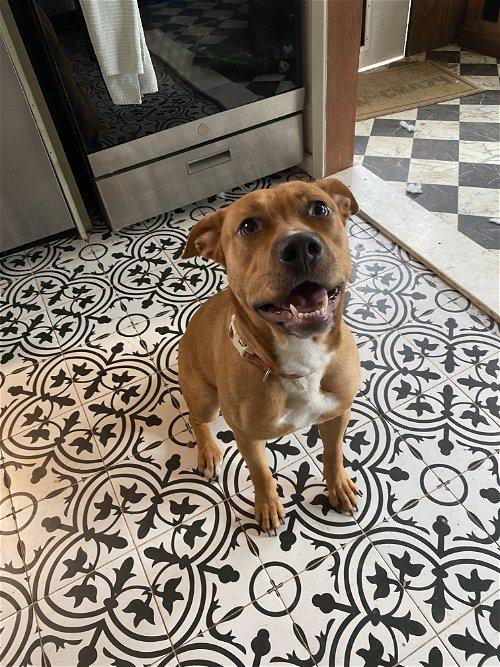 Adoptable Dogs & Puppies in Houston, TX | Chewy.com