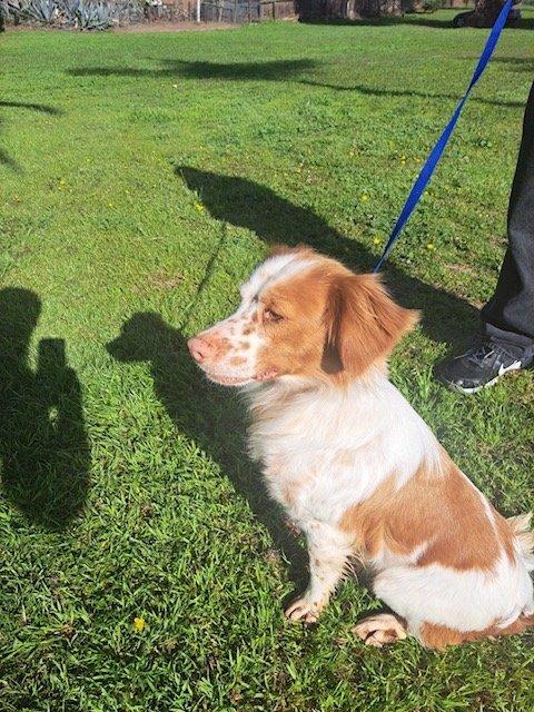 Brittany Retriever Mix