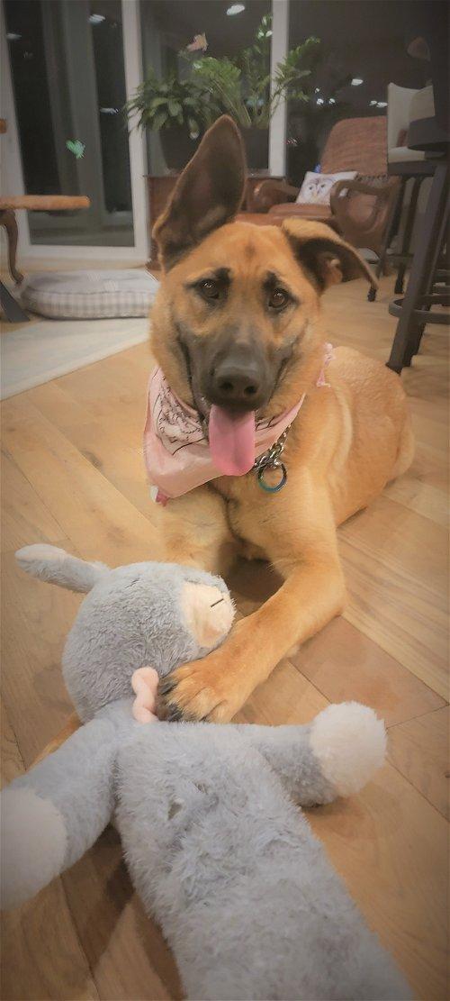 Adoptable Dogs & Puppies in Durham, NC | Chewy.com