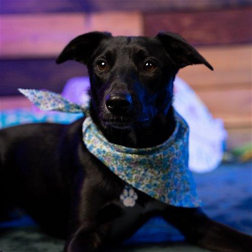 Adoptable Dogs & Puppies in Fargo, ND | Chewy.com
