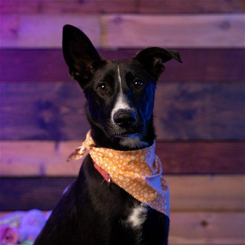 Adoptable Dogs & Puppies in Fargo, ND | Chewy.com