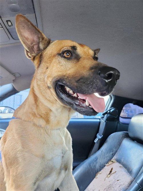 Adoptable Dogs & Puppies in Charleston, SC | Chewy.com