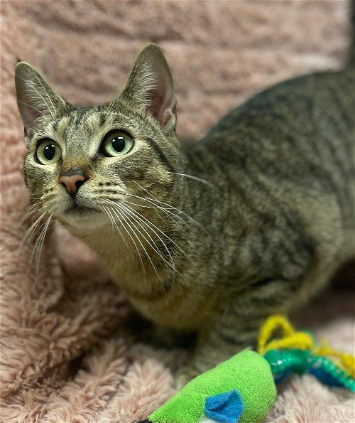 Adoptable Cats & Kittens in Burlington, NC | Chewy.com