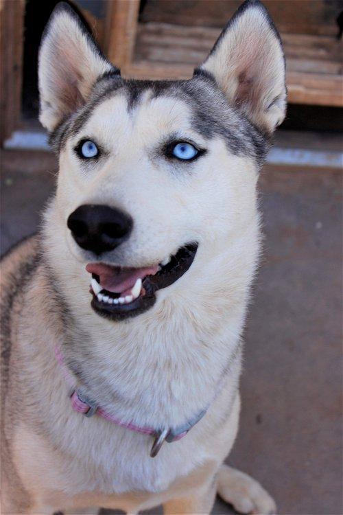 Adoptable Dogs & Puppies in Albuquerque, NM | Chewy.com