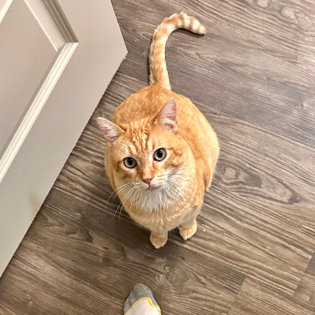 Adoptable Cats & Kittens in Austin, TX | Chewy.com