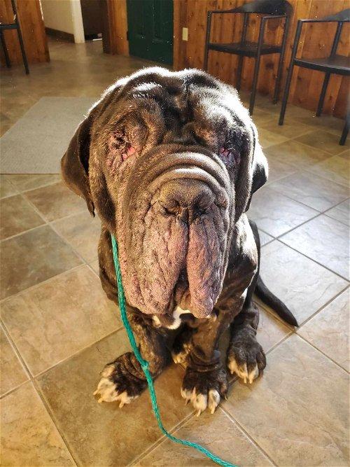 Adoptable Neapolitan Mastiff Dogs | Chewy.com