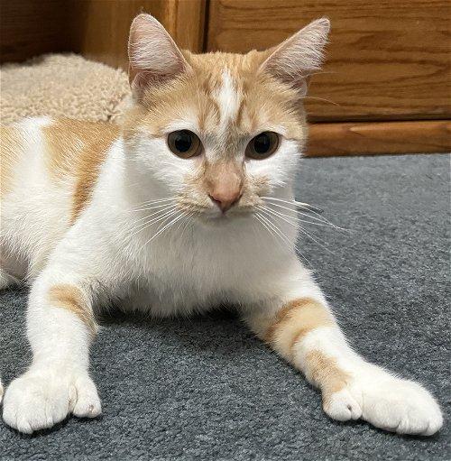 Adoptable Polydactyl Cats | Chewy.com