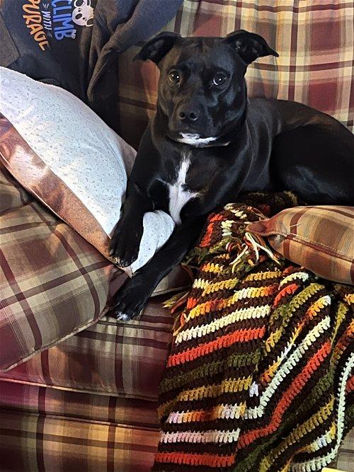 Adoptable Dogs & Puppies in Rochester, NY | Chewy.com