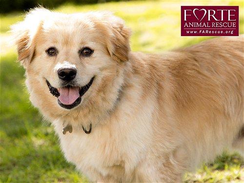 Adoptable Corgi Dogs | Chewy.com