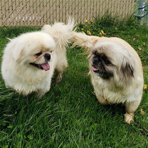 Adoptable Pekingese Dogs | Chewy.com