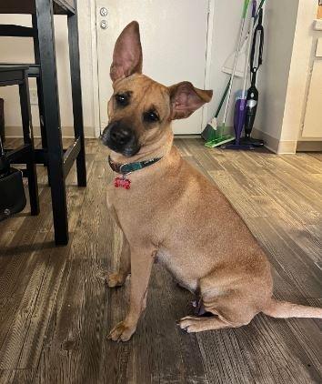 Adoptable Dogs & Puppies in Fredericksburg, VA | Chewy.com