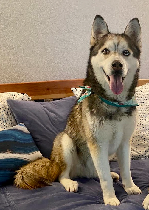 Adoptable Siberian Husky Dogs | Chewy.com