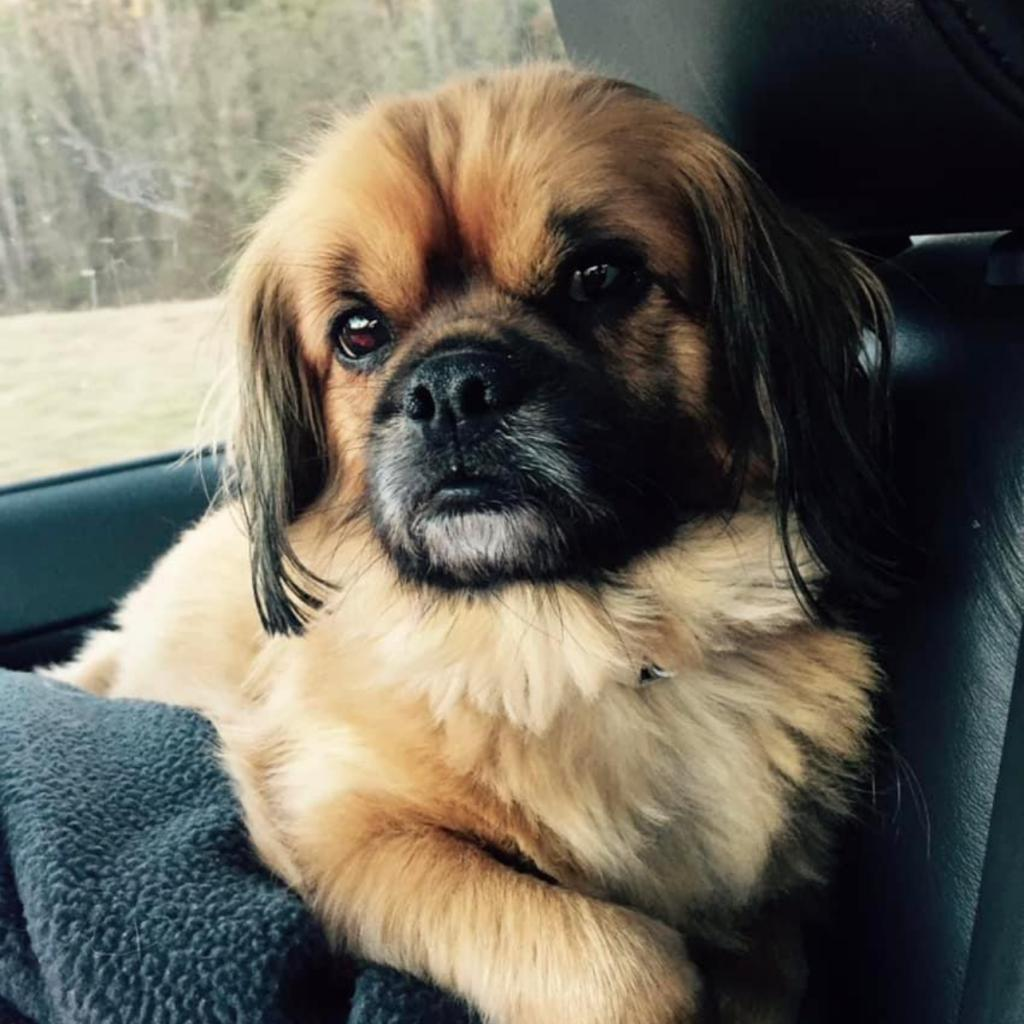 Adoptable Pekingese Dogs | Chewy.com