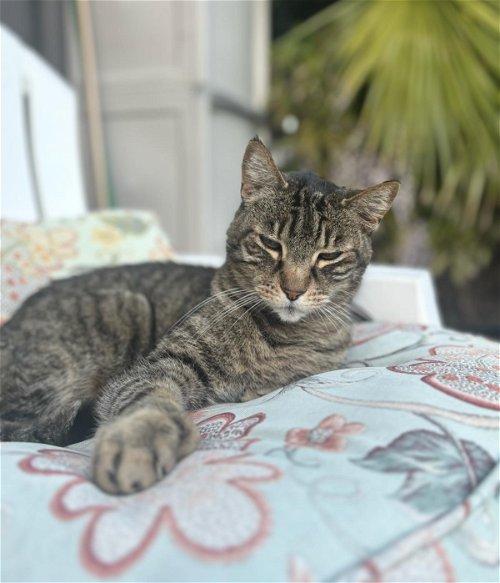 Adoptable Polydactyl Cats | Chewy.com