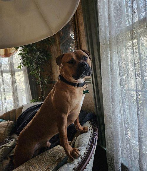 Adoptable Dogs & Puppies in Lansing, MI | Chewy.com