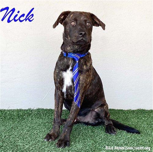 Adoptable Dutch Shepherd Dogs | Chewy.com