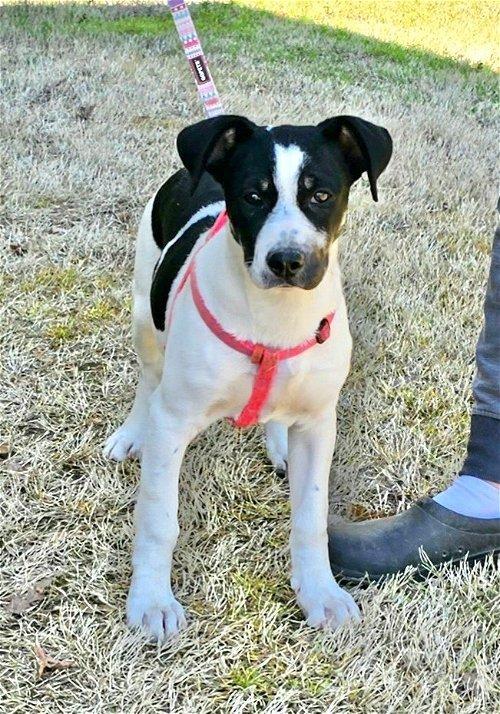 Adoptable Border Collie Dogs | Chewy.com