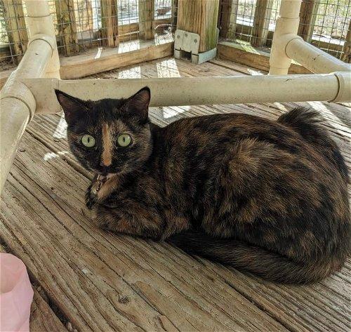 Adoptable Cats & Kittens in Pensacola, FL | Chewy.com