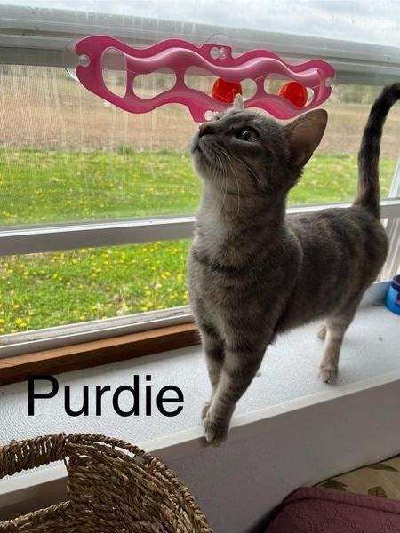 Adoptable Cats & Kittens in Syracuse, NY | Chewy.com