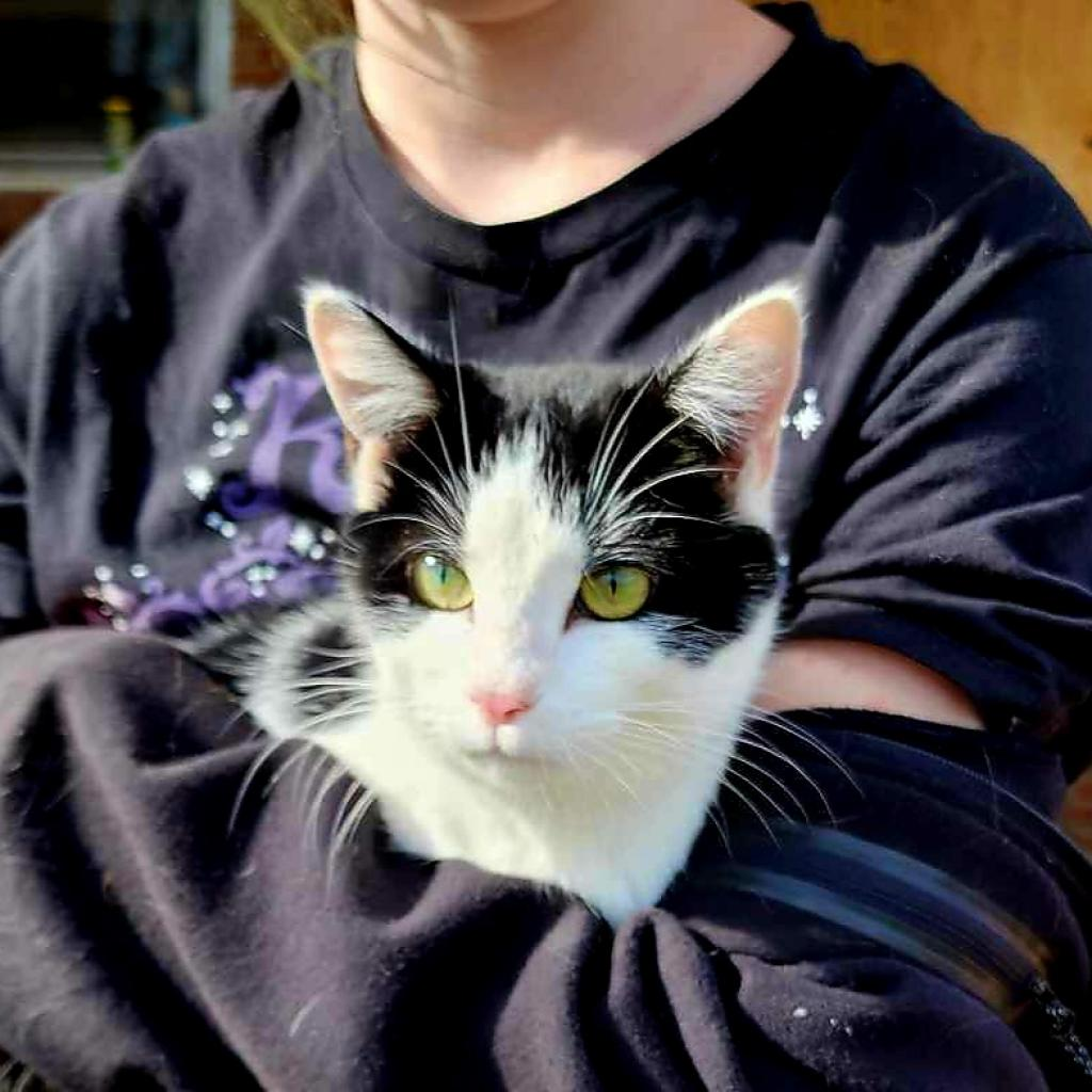 Adoptable Cats & Kittens in Jackson, TN | Chewy.com