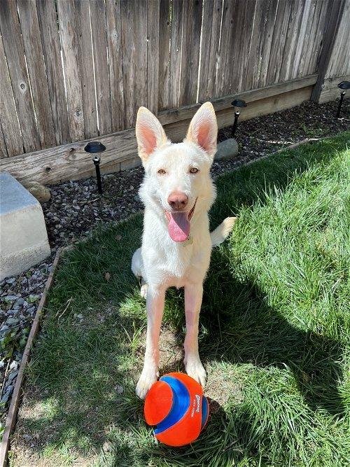 Adoptable Dogs & Puppies in Reno, NV | Chewy.com