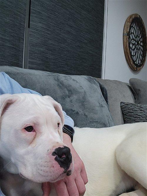 Dogo Argentino Boxer Mix