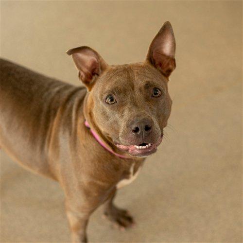 Adoptable Dogs & Puppies in Milwaukee, WI | Chewy.com