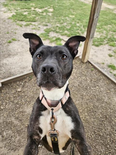 Adoptable Dogs & Puppies in Pittsburgh, PA | Chewy.com