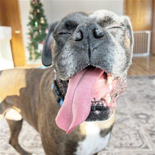 Rochester, MN Animal Shelters & Rescues | Chewy.com