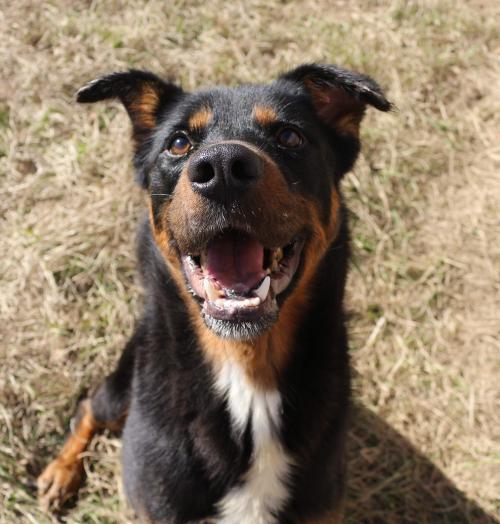 Adoptable Dogs & Puppies in Jackson, MS | Chewy.com