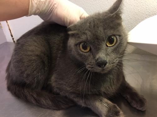 Adoptable Cats & Kittens in Topeka, KS | Chewy.com