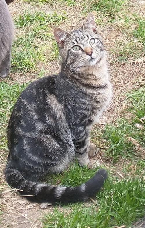 Adoptable Cats & Kittens in Savannah, GA | Chewy.com