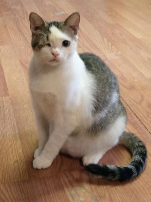 Adoptable Cats & Kittens in Savannah, GA | Chewy.com