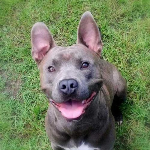 Adoptable American Pit Bull Terrier Dogs | Chewy.com