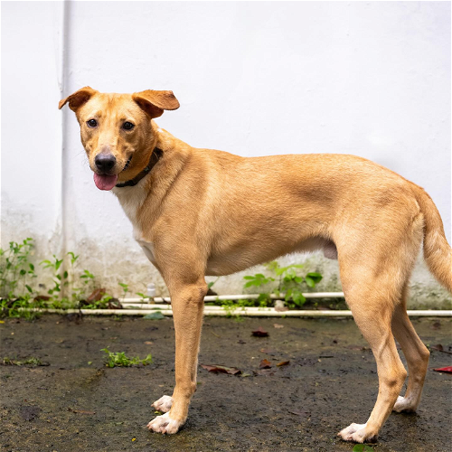 Adoptable Dogs & Puppies in Spokane, WA | Chewy.com