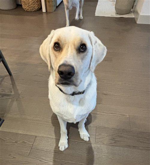 Adoptable Dogs & Puppies in Dallas, TX | Chewy.com