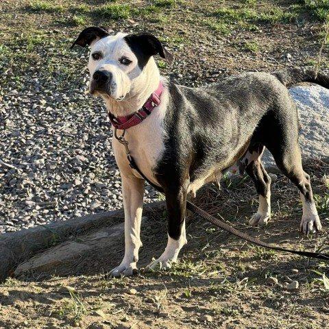 Adoptable Dogs & Puppies in Auburn, AL | Chewy.com