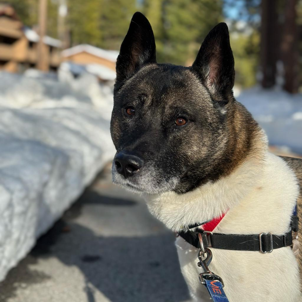 Adoptable Dogs & Puppies in Reno, NV | Chewy.com