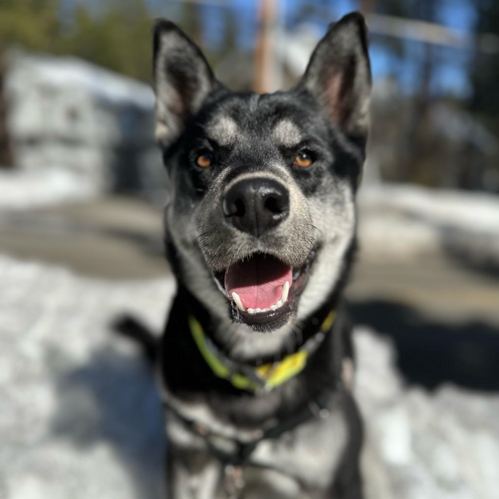 Adoptable Dogs & Puppies in Reno, NV | Chewy.com