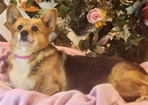 Adoptable Corgi Dogs | Chewy.com