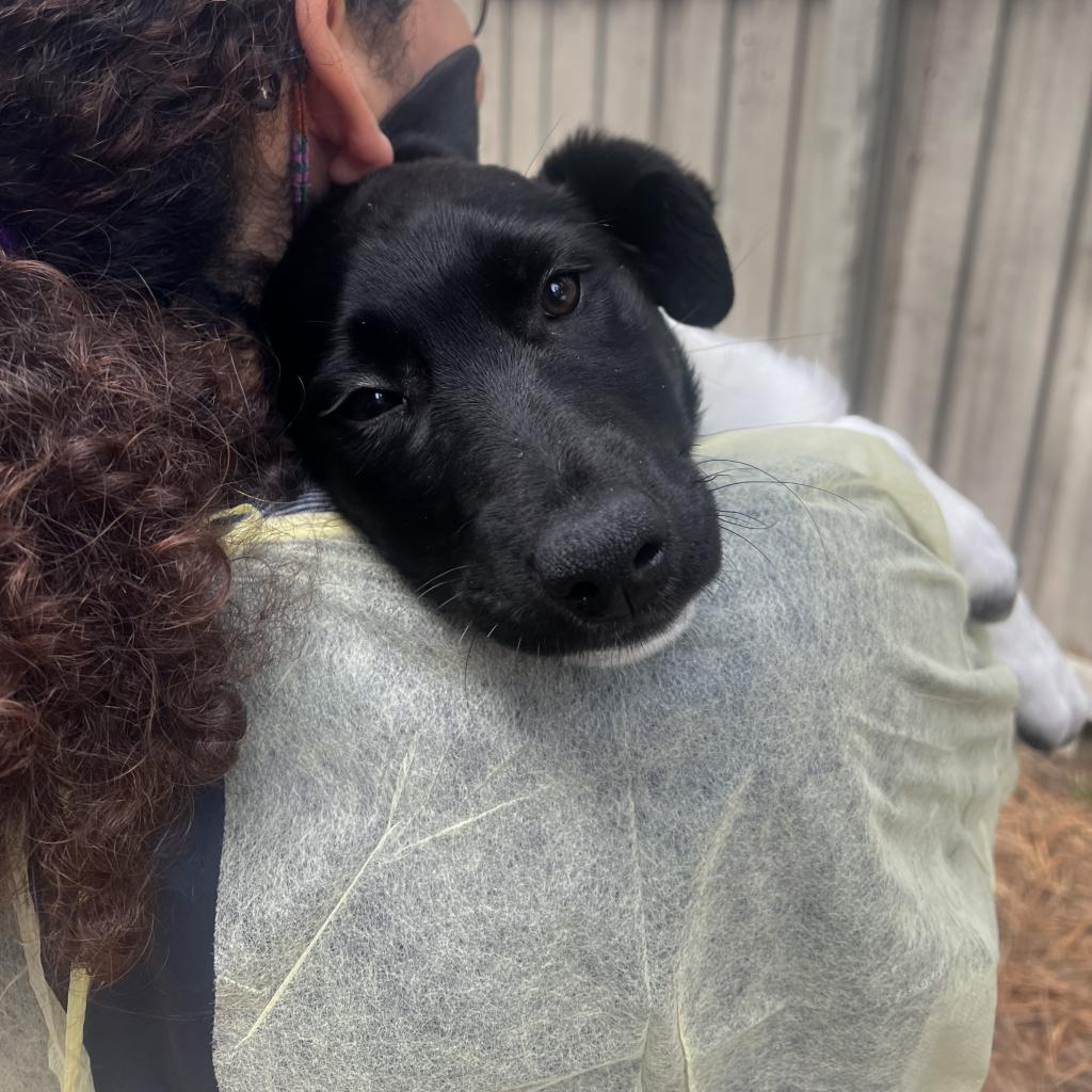 Adoptable Dogs & Puppies in Reno, NV | Chewy.com