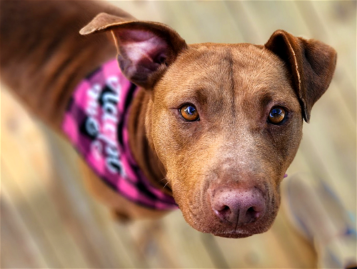 Adoptable Terrier Dogs | Chewy.com