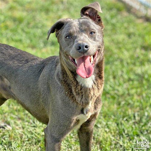 Adoptable Blue Lacy Dogs | Chewy.com