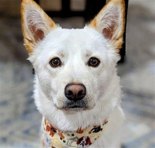 Adoptable Jindo Dogs | Chewy.com
