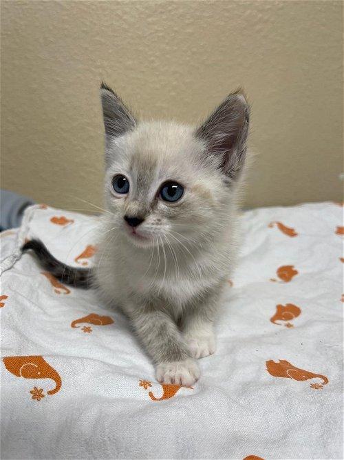 Adoptable Snowshoe Cats | Chewy.com
