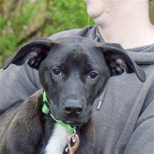 Adoptable Border Collie Dogs | Chewy.com