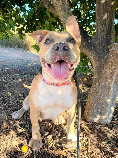 Adoptable Dogs & Puppies in La Mesa, CA | Chewy.com