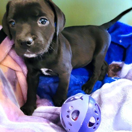 Adoptable Dogs & Puppies in Greenville, SC | Chewy.com