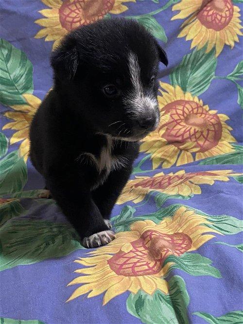 Adoptable Border Collie Dogs | Chewy.com